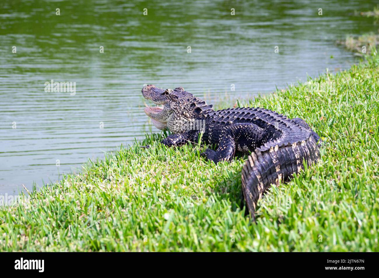 Alligator open mouth laying hi-res stock photography and images - Alamy