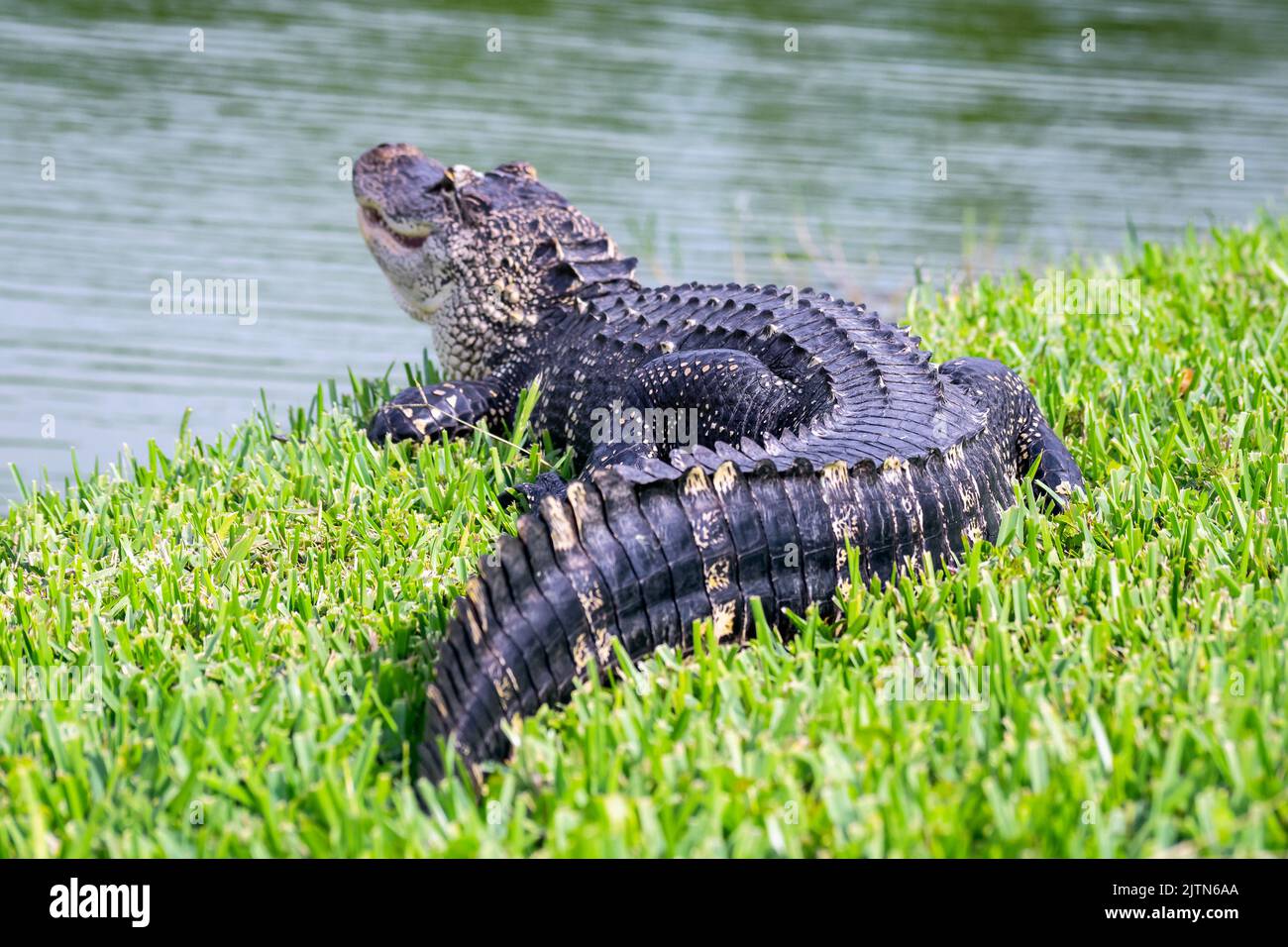 Alligator laying in green grass at the bank of a pond with mouth open ...