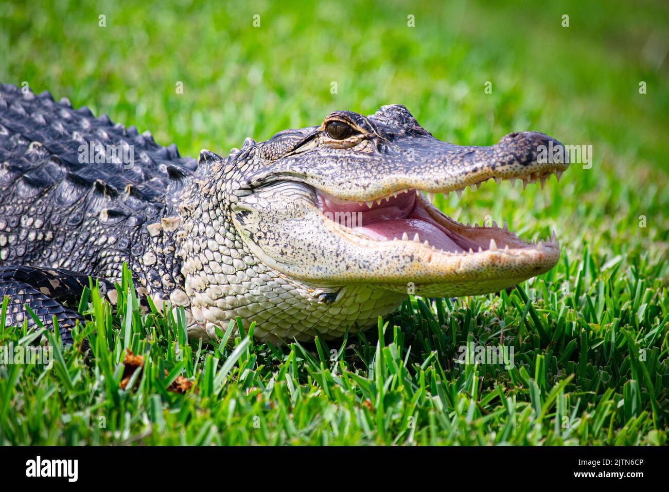 Alligator laying in green grass at the bank of a pond with mouth open ...