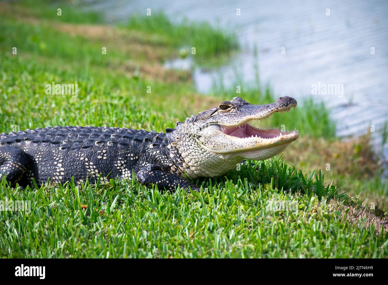 Alligator laying in green grass at the bank of a pond with mouth open ...