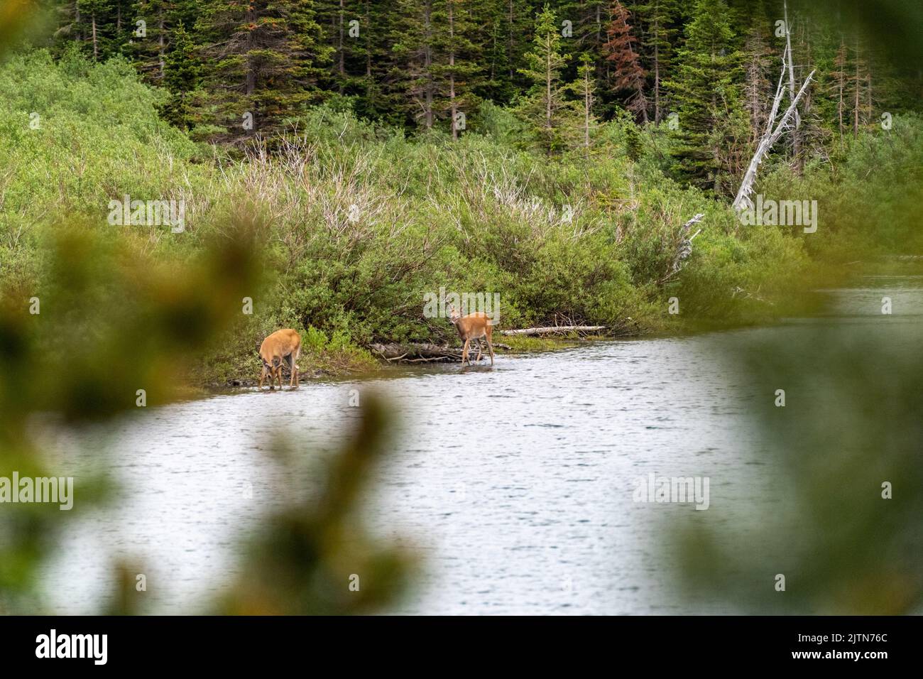 Two deer get a drink from the lake along the Swiftcurrent Pass trail in ...