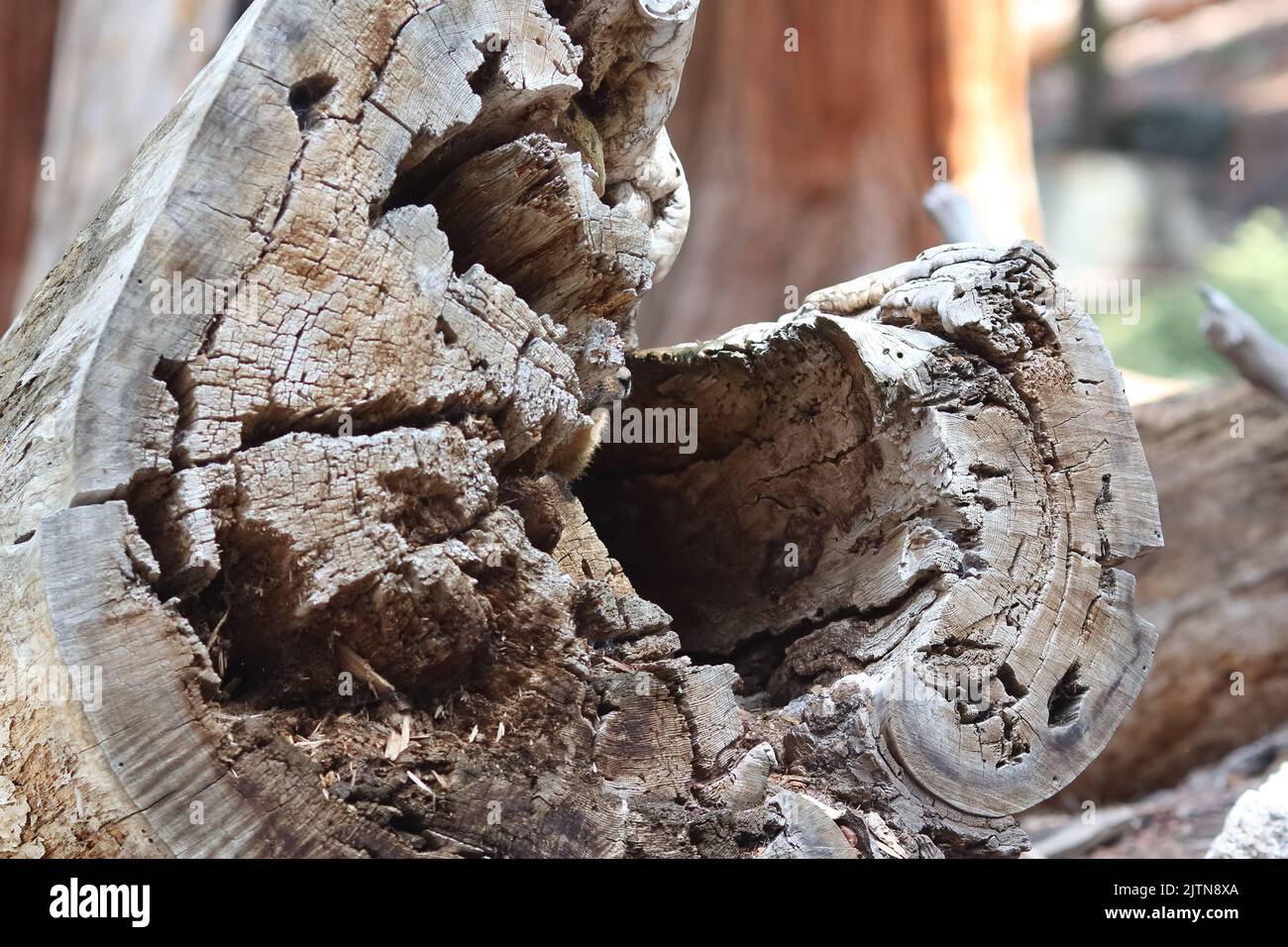 Log tree yellow hi-res stock photography and images - Alamy