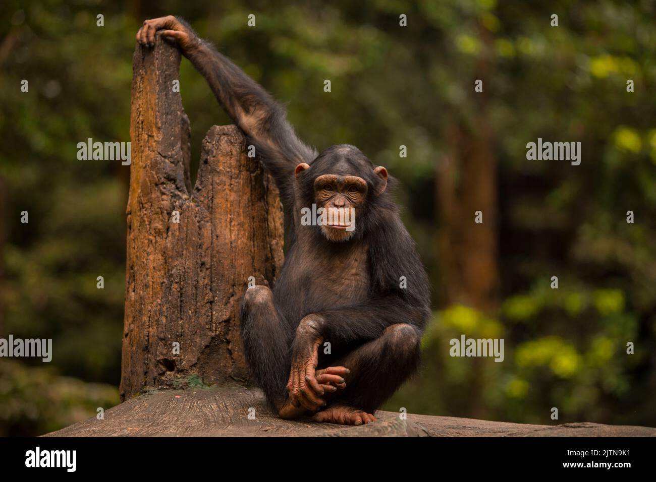 Relaxing orangutan in tree hi-res stock photography and images - Alamy
