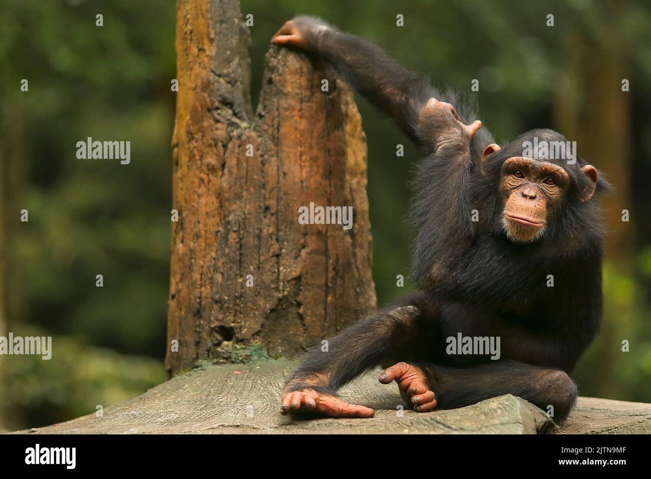portrait of a chimpanzee relaxing on a tree Stock Photo - Alamy