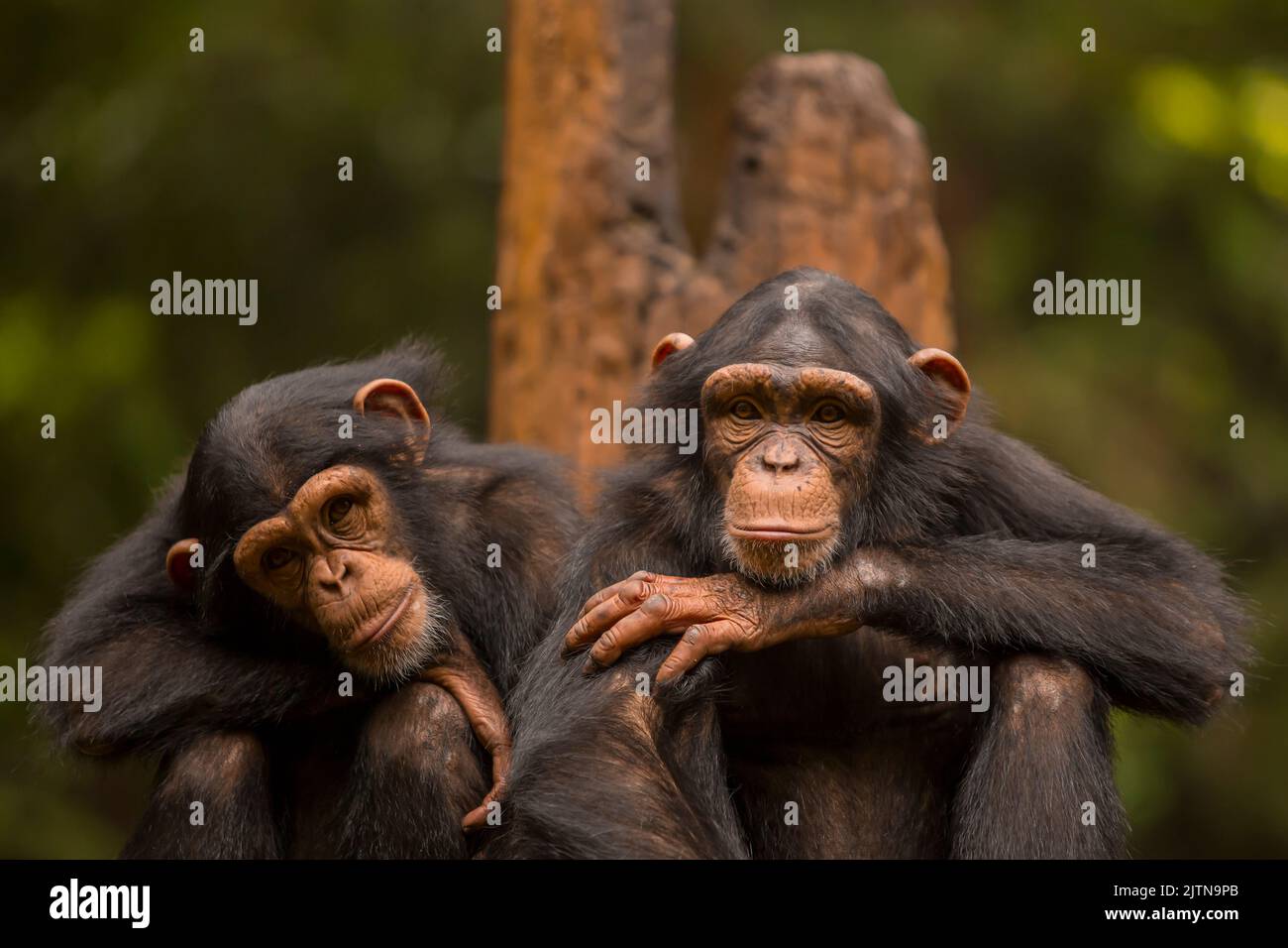 Bonobo chimpanzees hi-res stock photography and images - Alamy