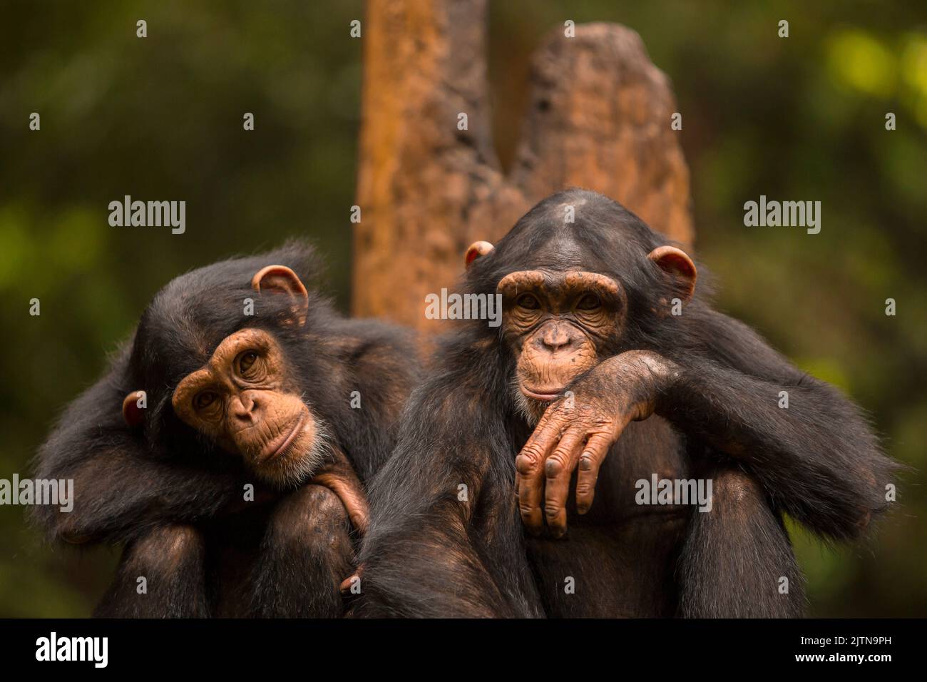 portrait of two chimpanzees Stock Photo - Alamy
