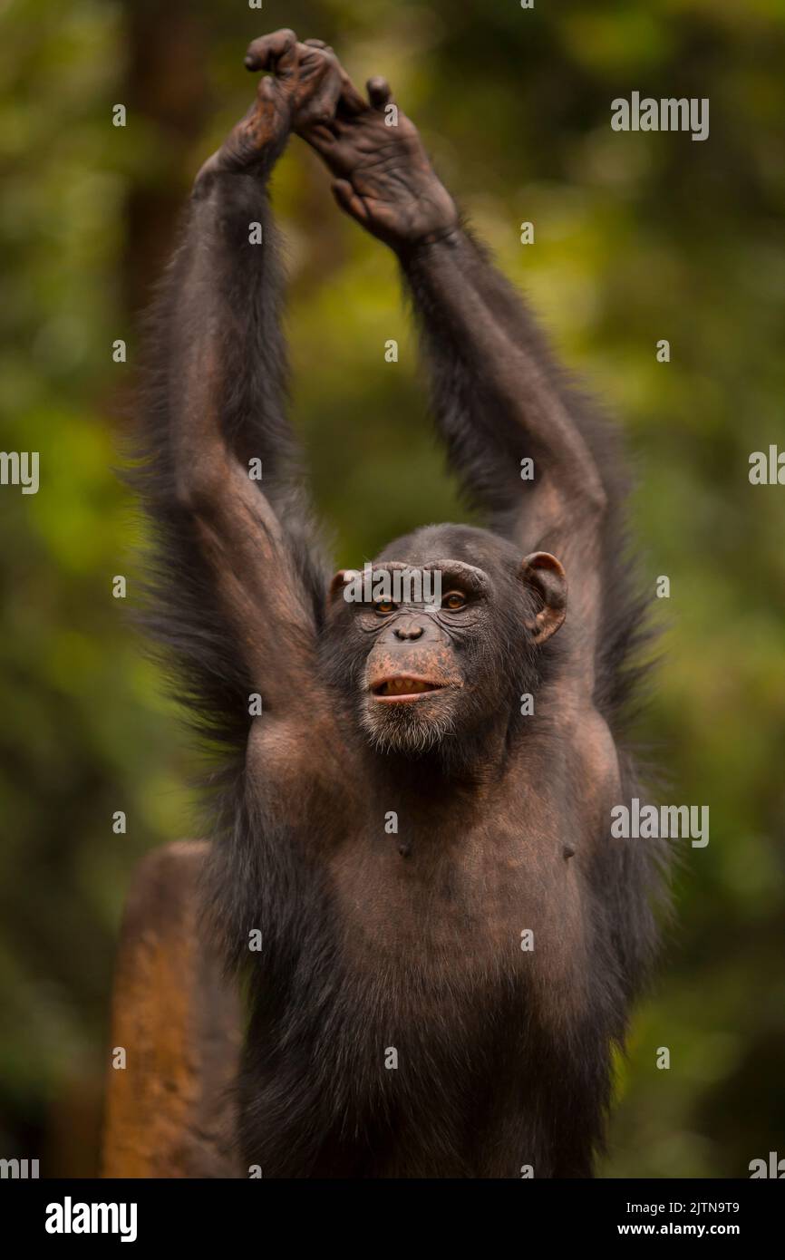 portrait of a chimpanzee relaxing with both hands raised Stock Photo ...