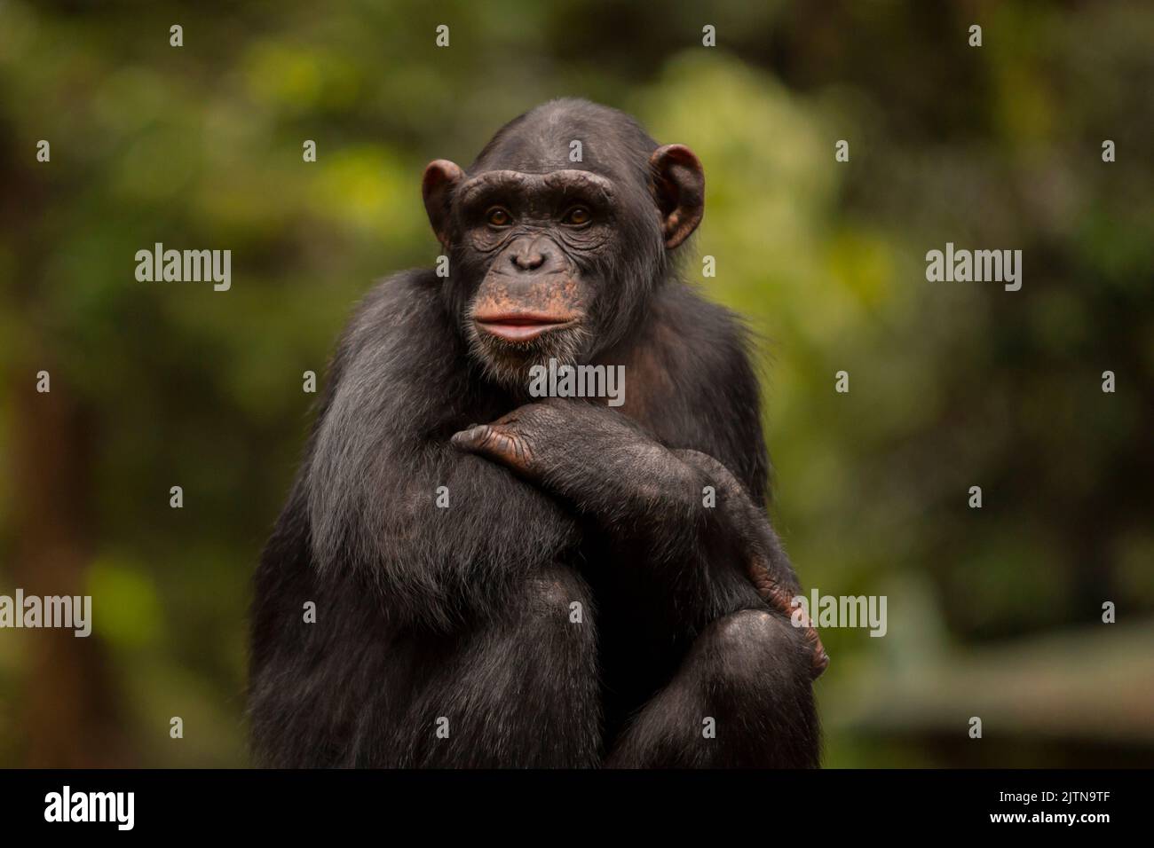 chimpanzee portrait posing like a human with his arms crossed Stock ...