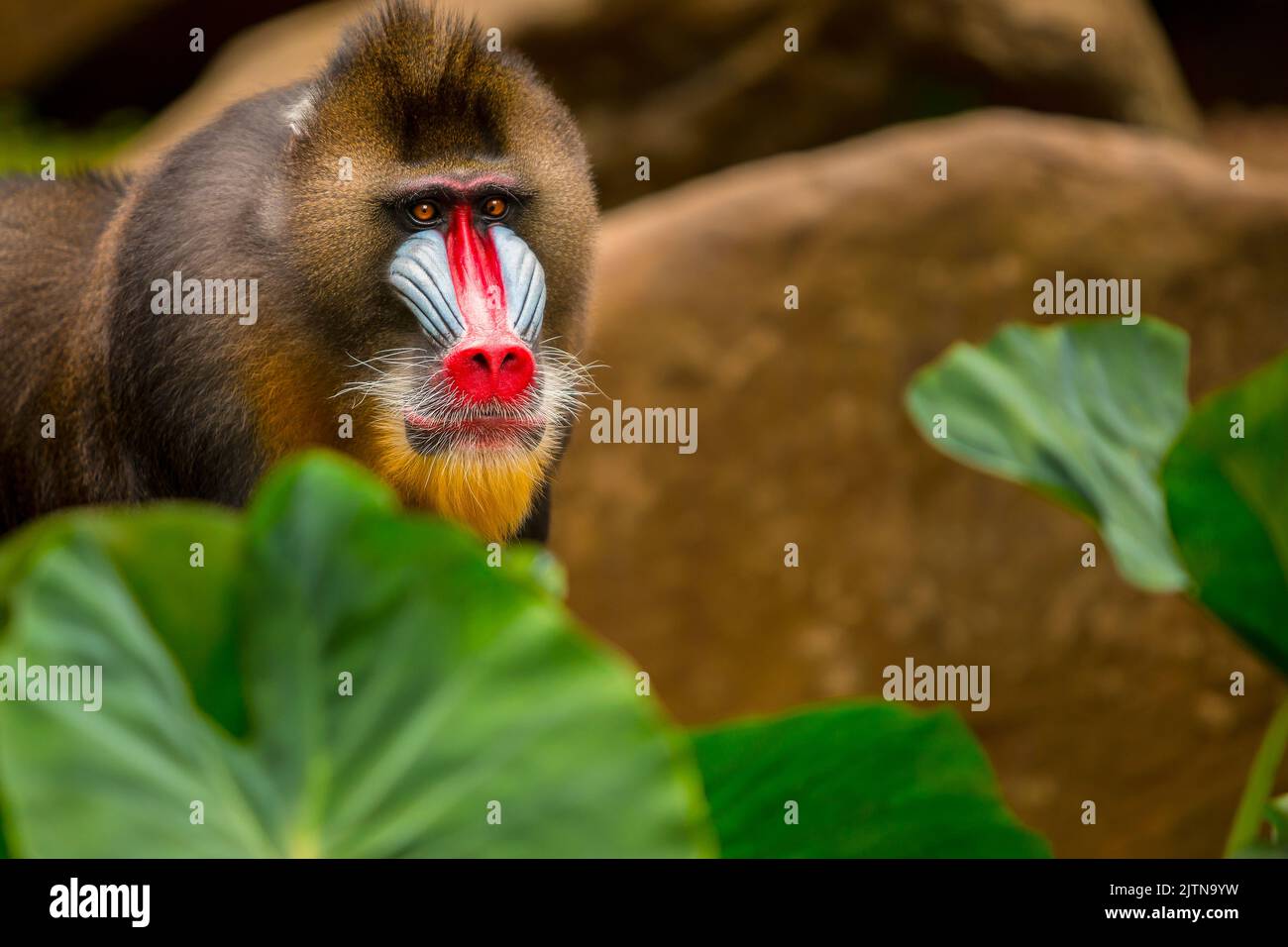 Rainbow Face Monkey Mandrill. mandrill baboon portrait with amazing ...
