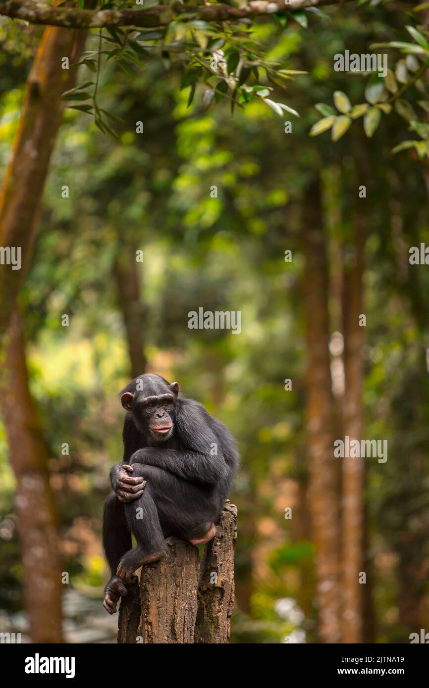 Chimpanzee relaxing zoo hi-res stock photography and images - Alamy