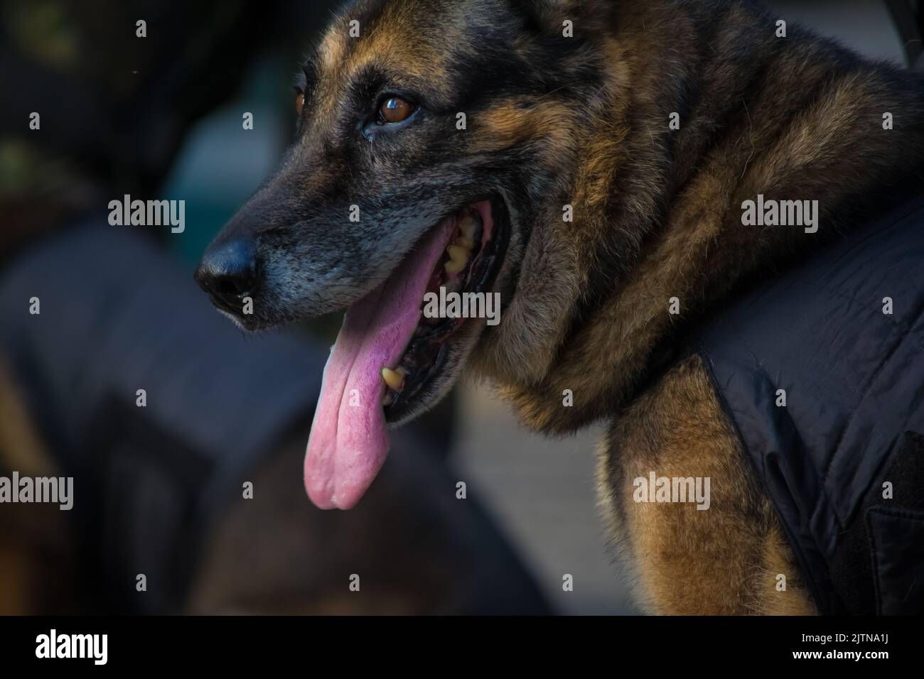 Belgian Malinois Navy Seals Titanium Teeth