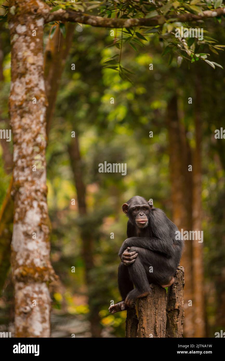 portrait of a chimpanzee relaxing on a tree Stock Photo - Alamy