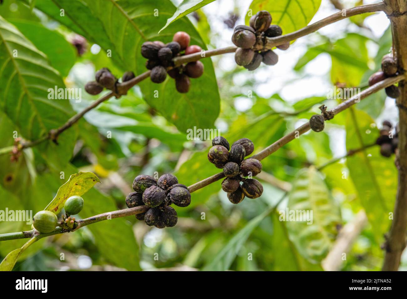 Growing coffee tree with rope coffee beans. Buleleng, Bali, Indononesia ...