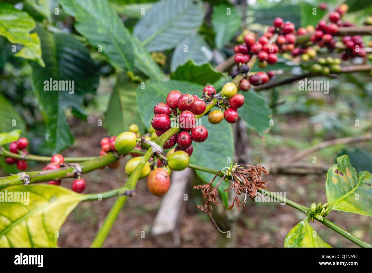 Growing coffee tree with coffee beans. Buleleng, Bali, Indononesia ...
