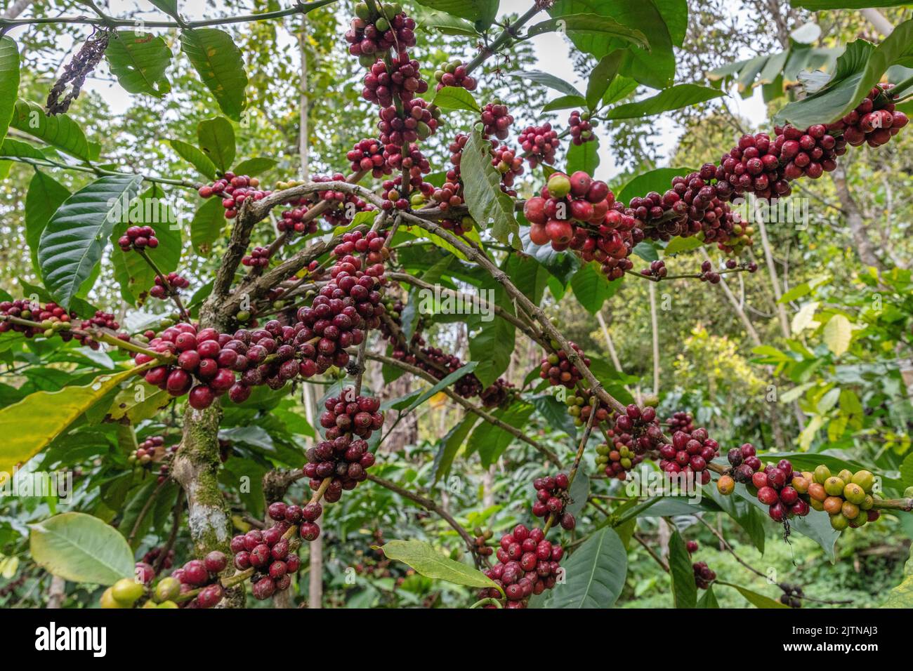 Growing coffee tree with coffee beans. Buleleng, Bali, Indononesia ...