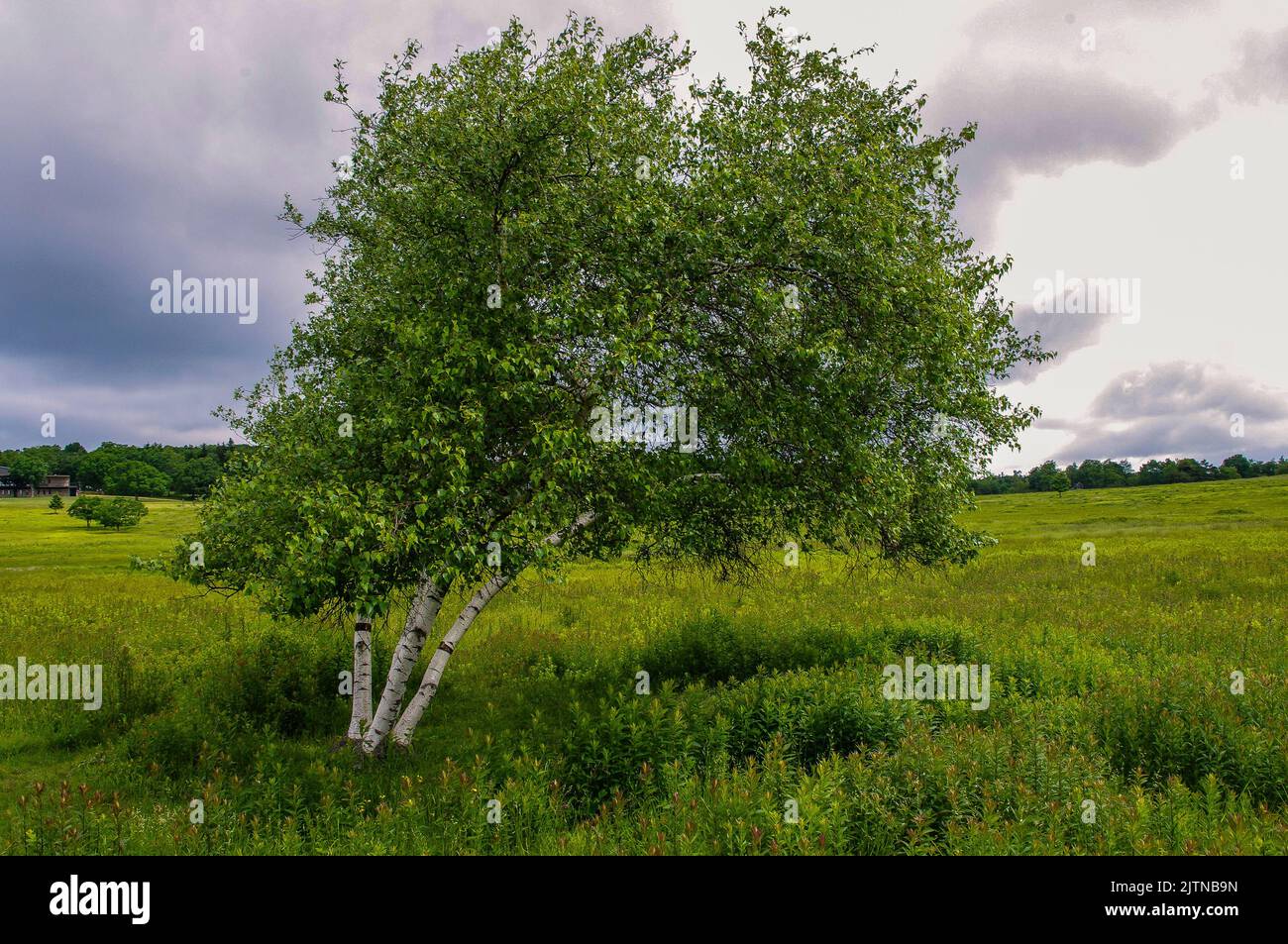 Shenandoah grass hi-res stock photography and images - Alamy