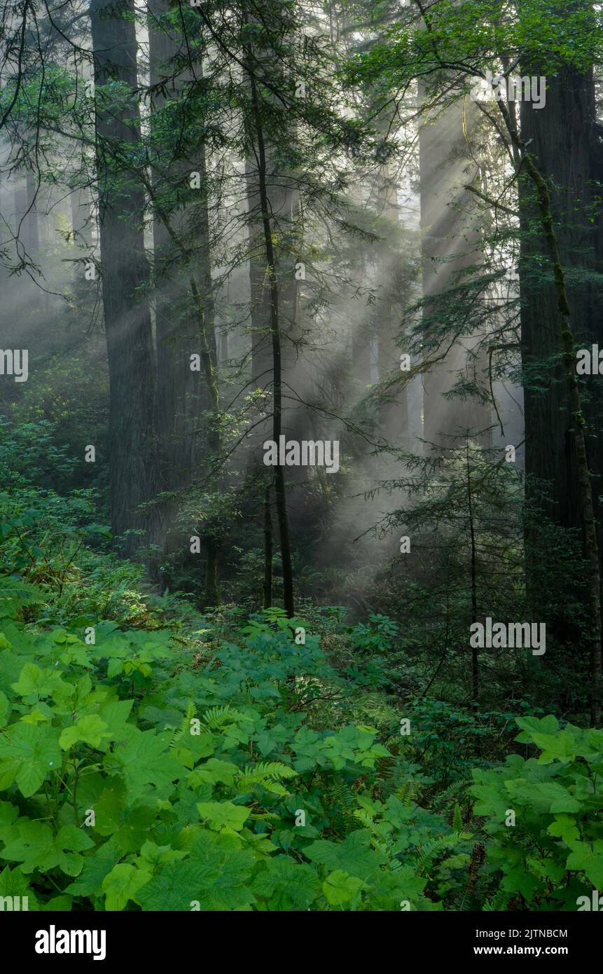 God Rays filter through the Redwood Trees in the Early Morning Mist ...