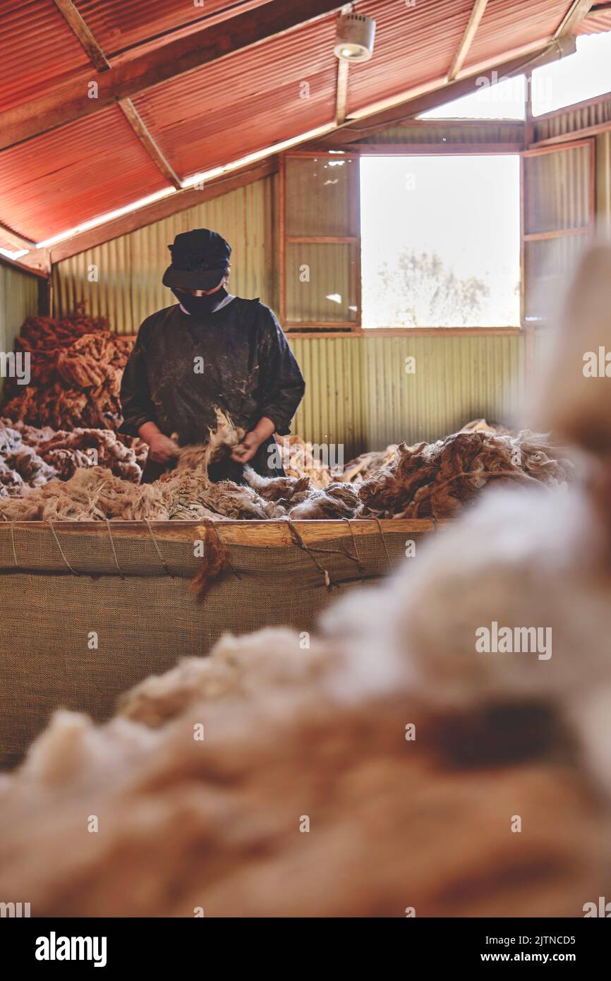 Woman Worker Sorting Brown Fibers in an Alpaca Wool Manufacturing ...