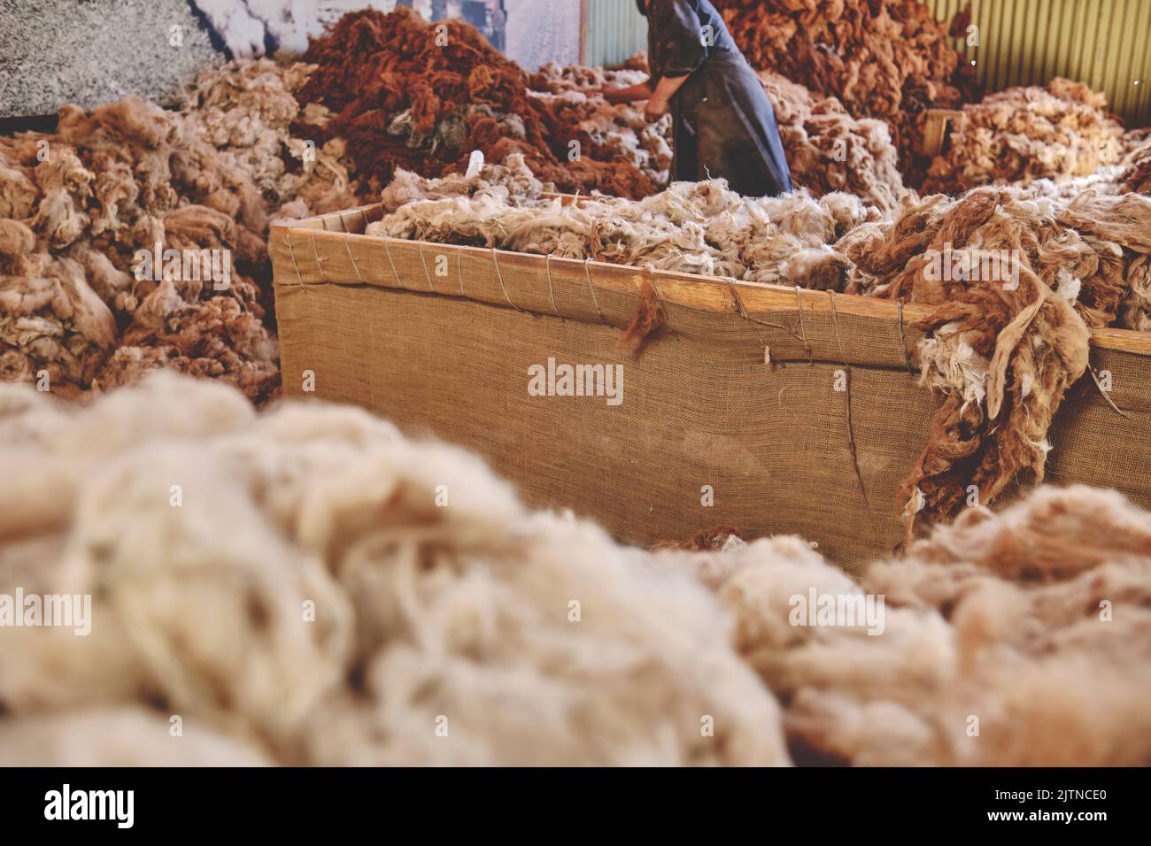Woman Worker Sorting Brown Fibers in an Alpaca Wool Manufacturing ...