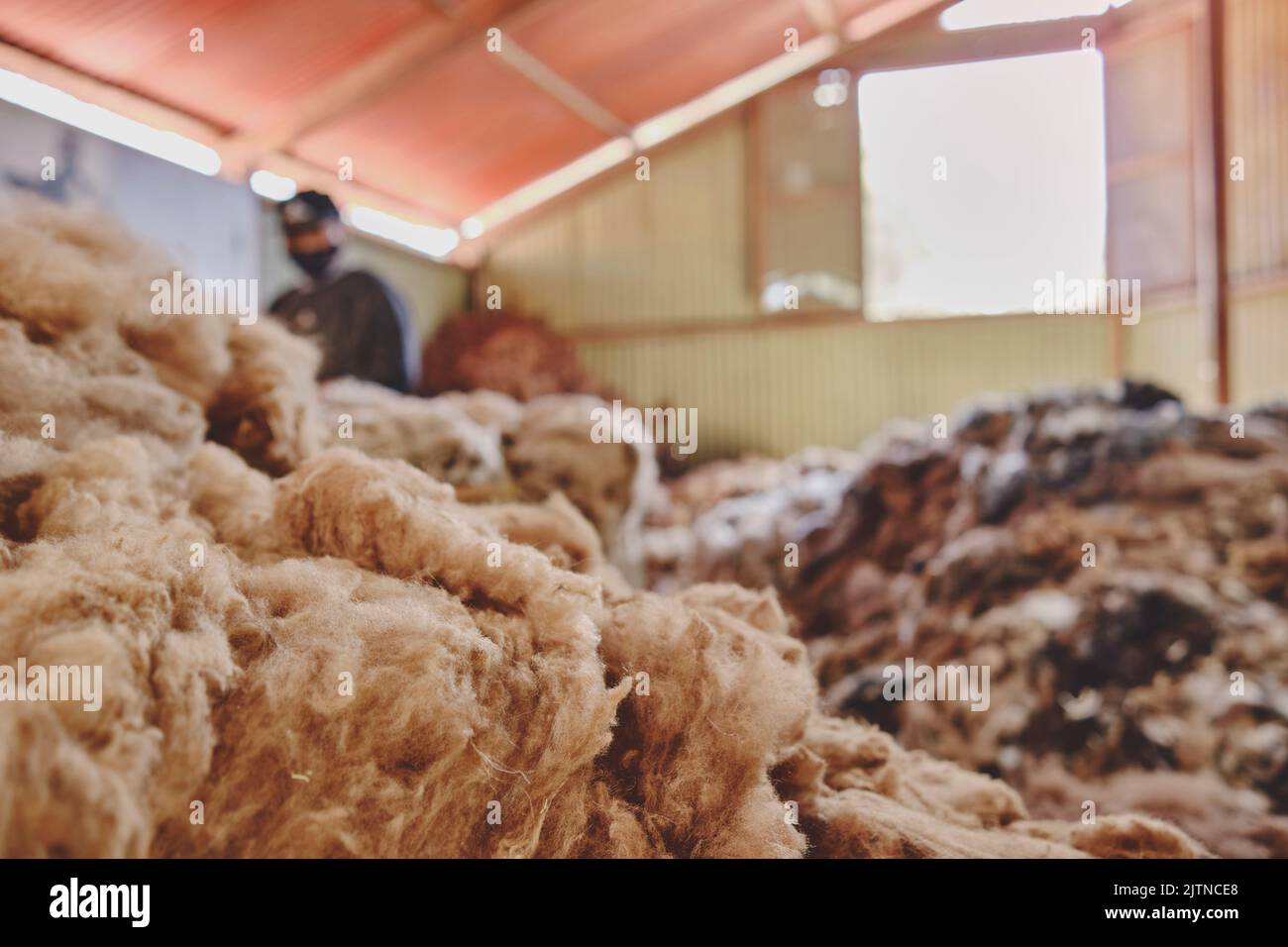 Woman Worker Sorting Brown Fibers in an Alpaca Wool Manufacturing ...