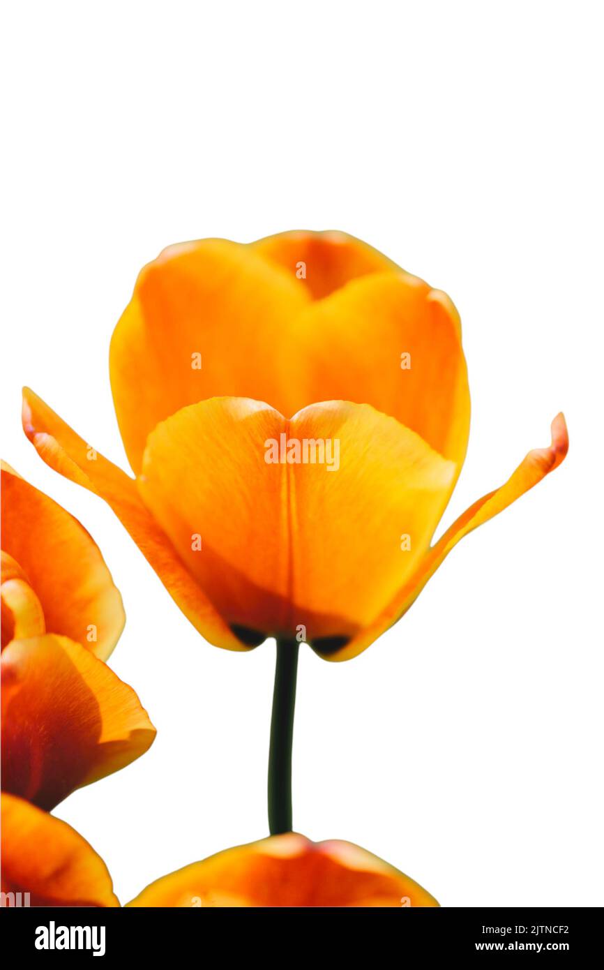 Beautiful tulip flowers for postcard beauty design. Tulip wallpaper ...