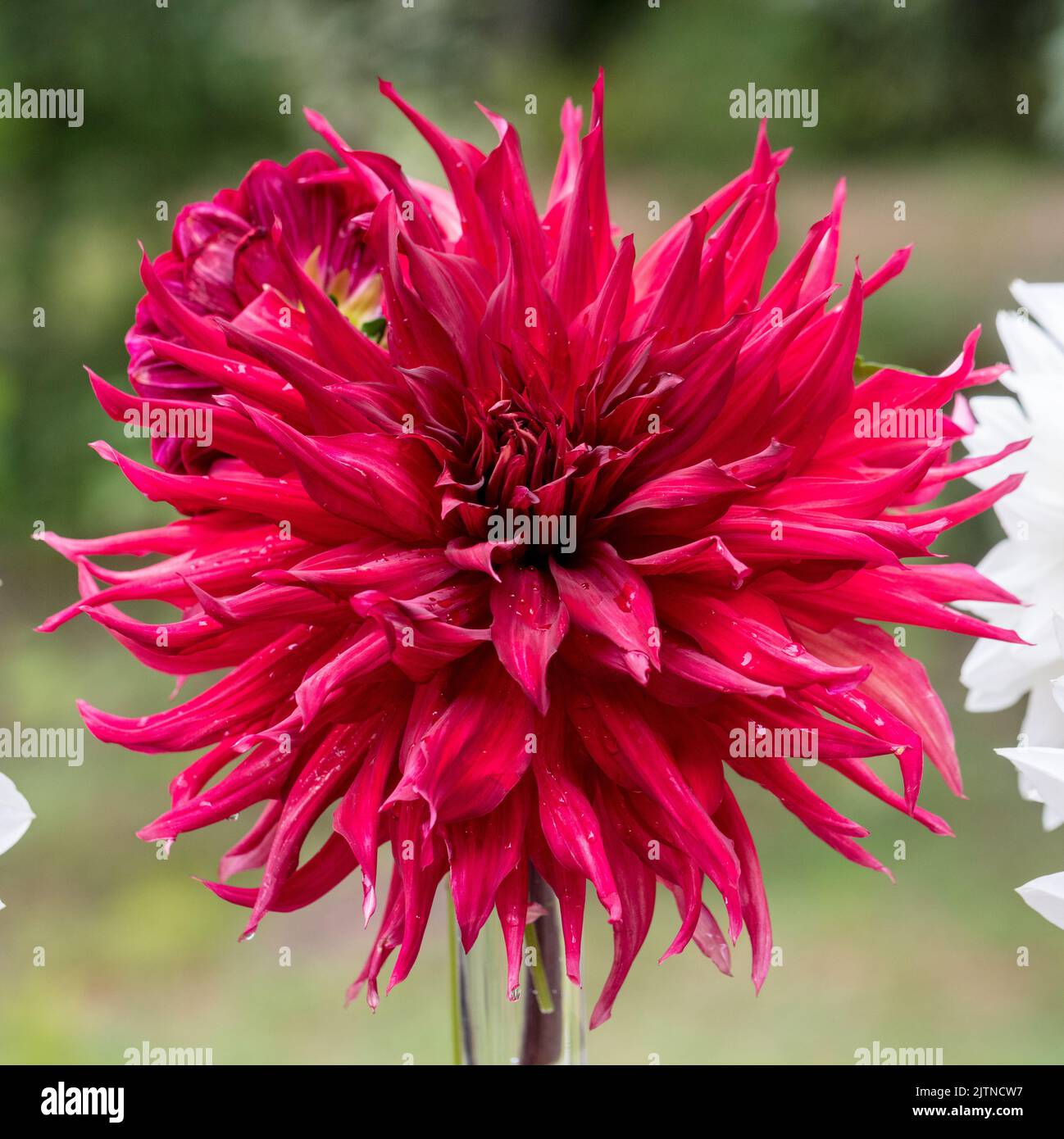 'Taum Sauk' Semi-cactus dahlia, Semi Kaktus dahlia (Dahlia x Hortensis ...