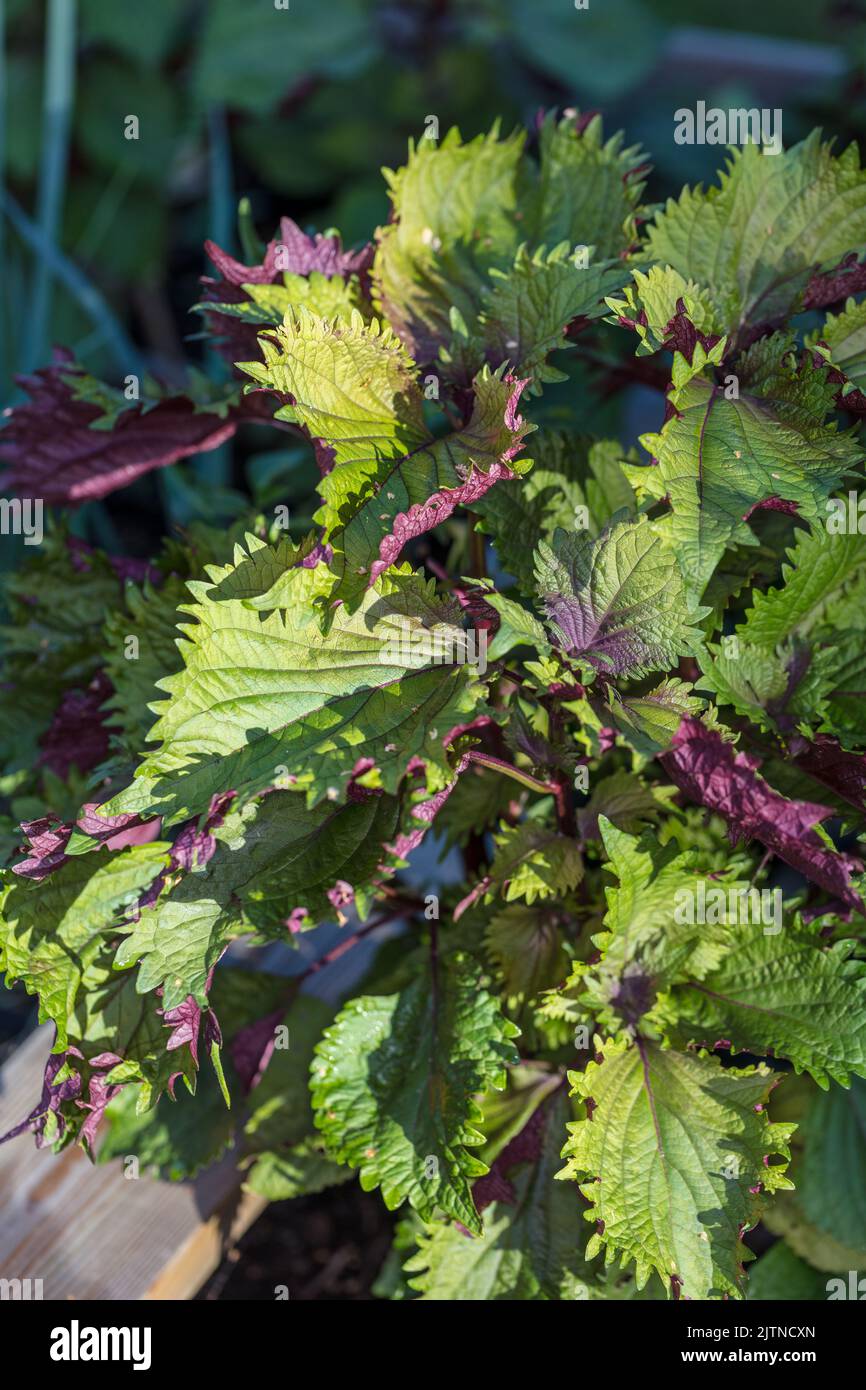 Perilla korean perilla hi-res stock photography and images - Alamy