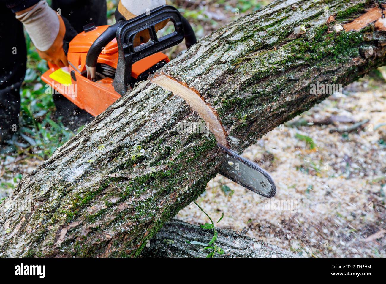 In the aftermath of a hurricane, a tree fell in the broke a tree with a ...