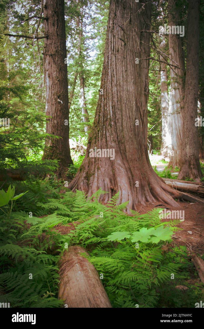 Settler's Grove of Ancient Cedars ia an Idaho National Forest located ...