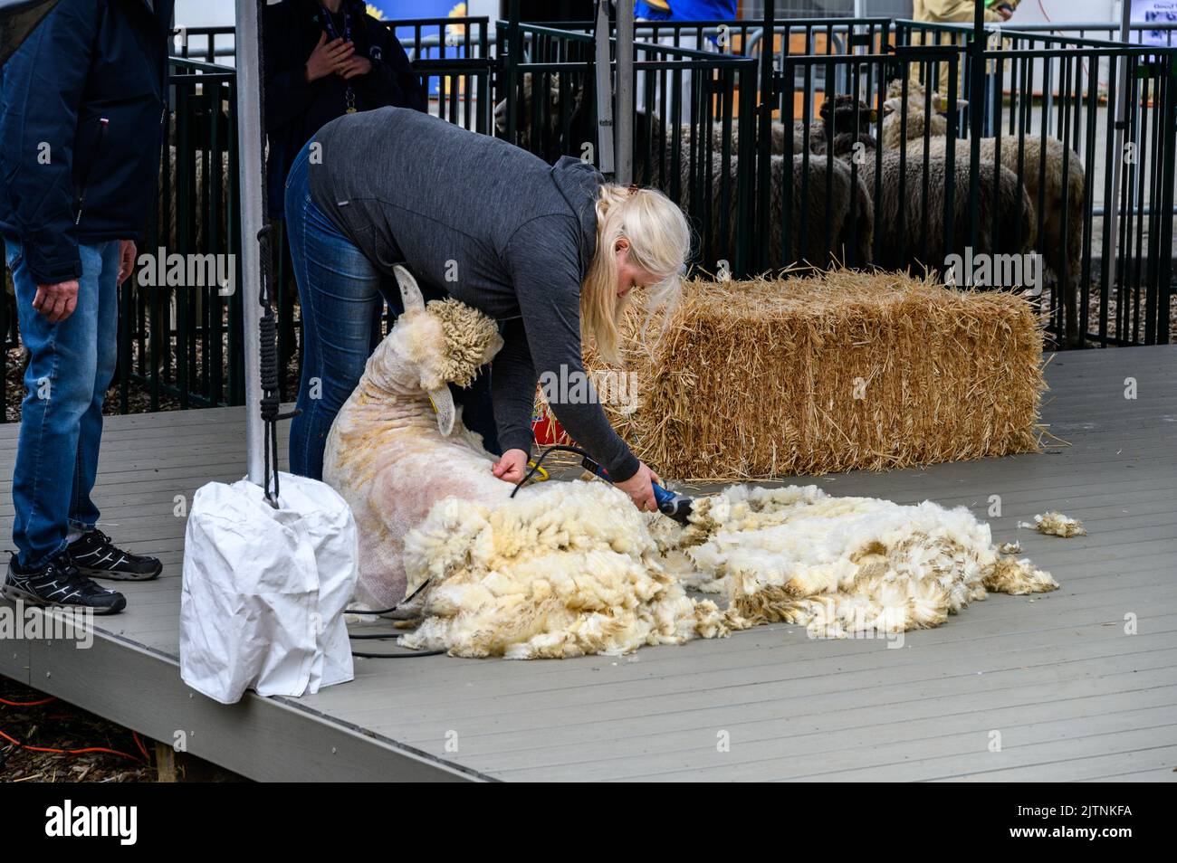 BELLEVUE, WASHINGTON, USA – APRIL 30, 2022: Kelsey Creek Farm Park ...