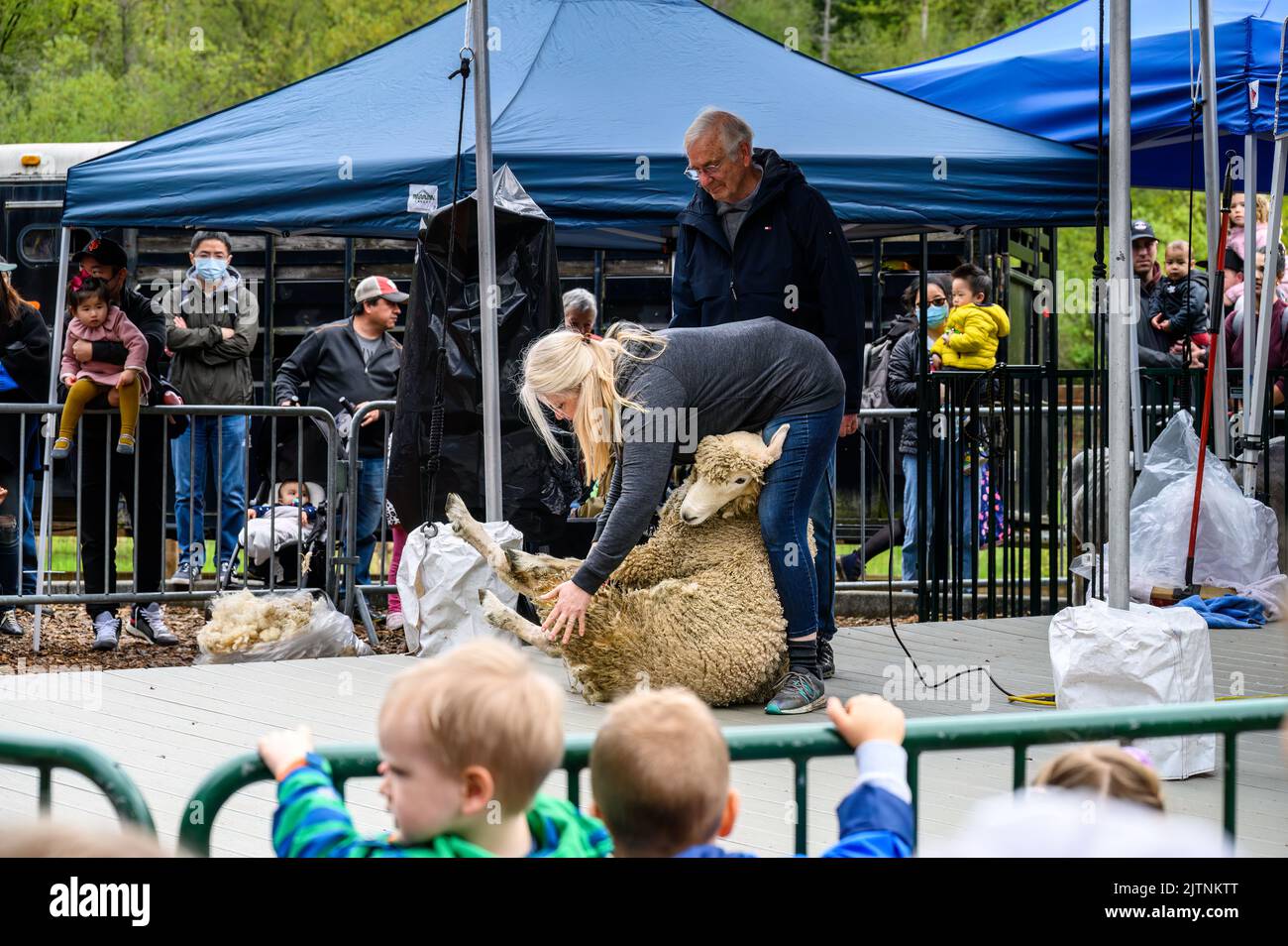 BELLEVUE, WASHINGTON, USA – APRIL 30, 2022: Kelsey Creek Farm Park ...