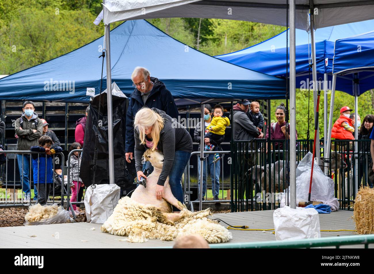BELLEVUE, WASHINGTON, USA – APRIL 30, 2022: Kelsey Creek Farm Park ...