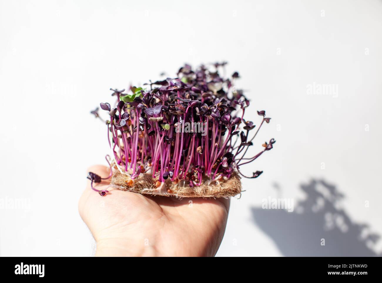 Micro-green radish sprouts in your hand. Sprouted radish seeds, Micro ...