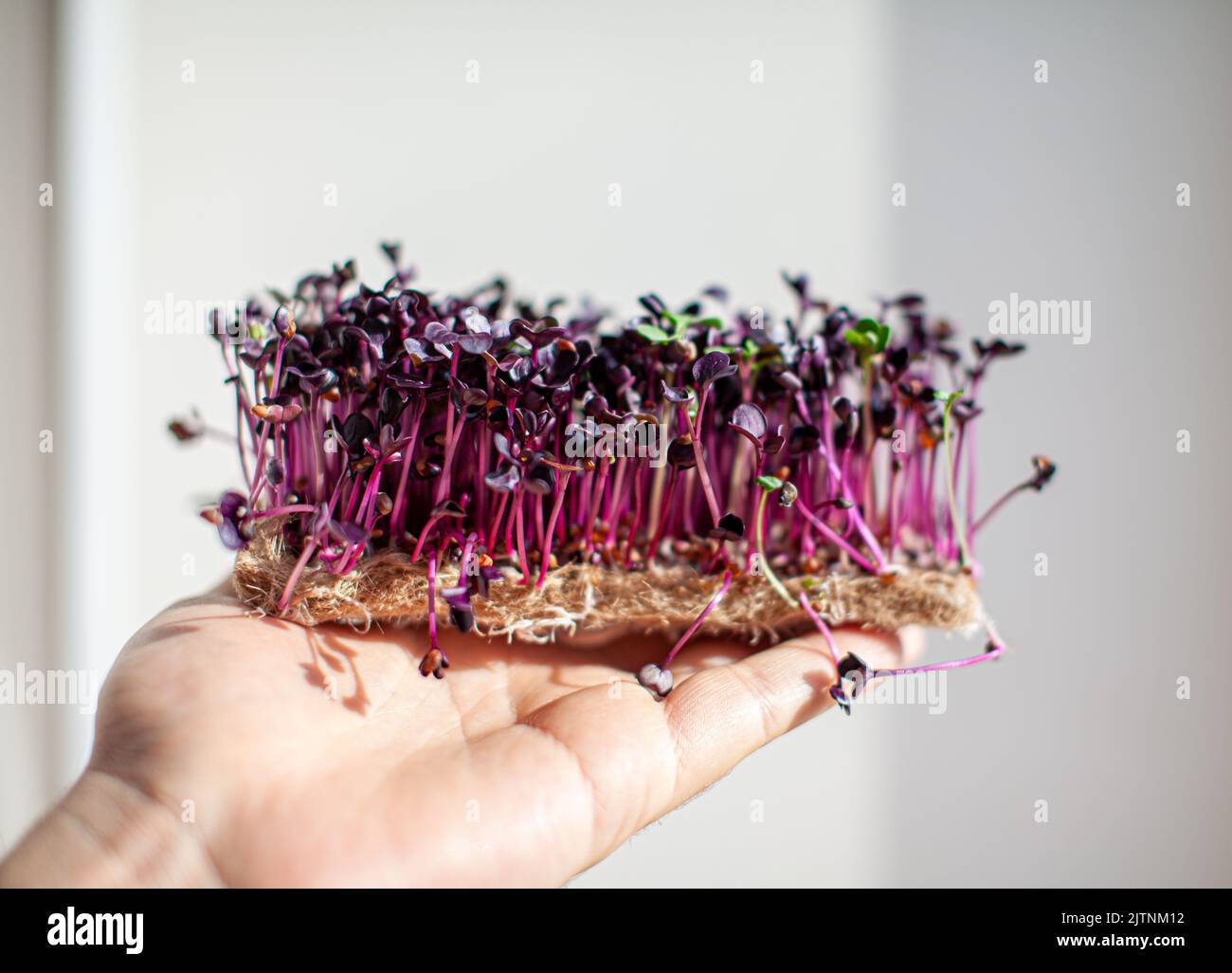 Micro-green radish sprouts in your hand. Sprouted radish seeds, Micro ...