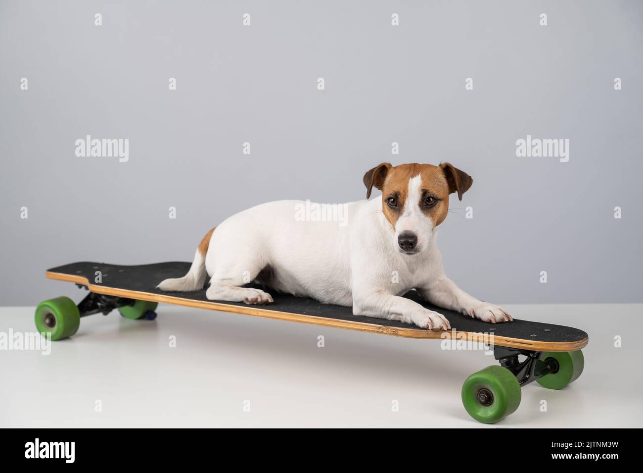 Dog jack russell terrier posing on a longboard in front of a white ...