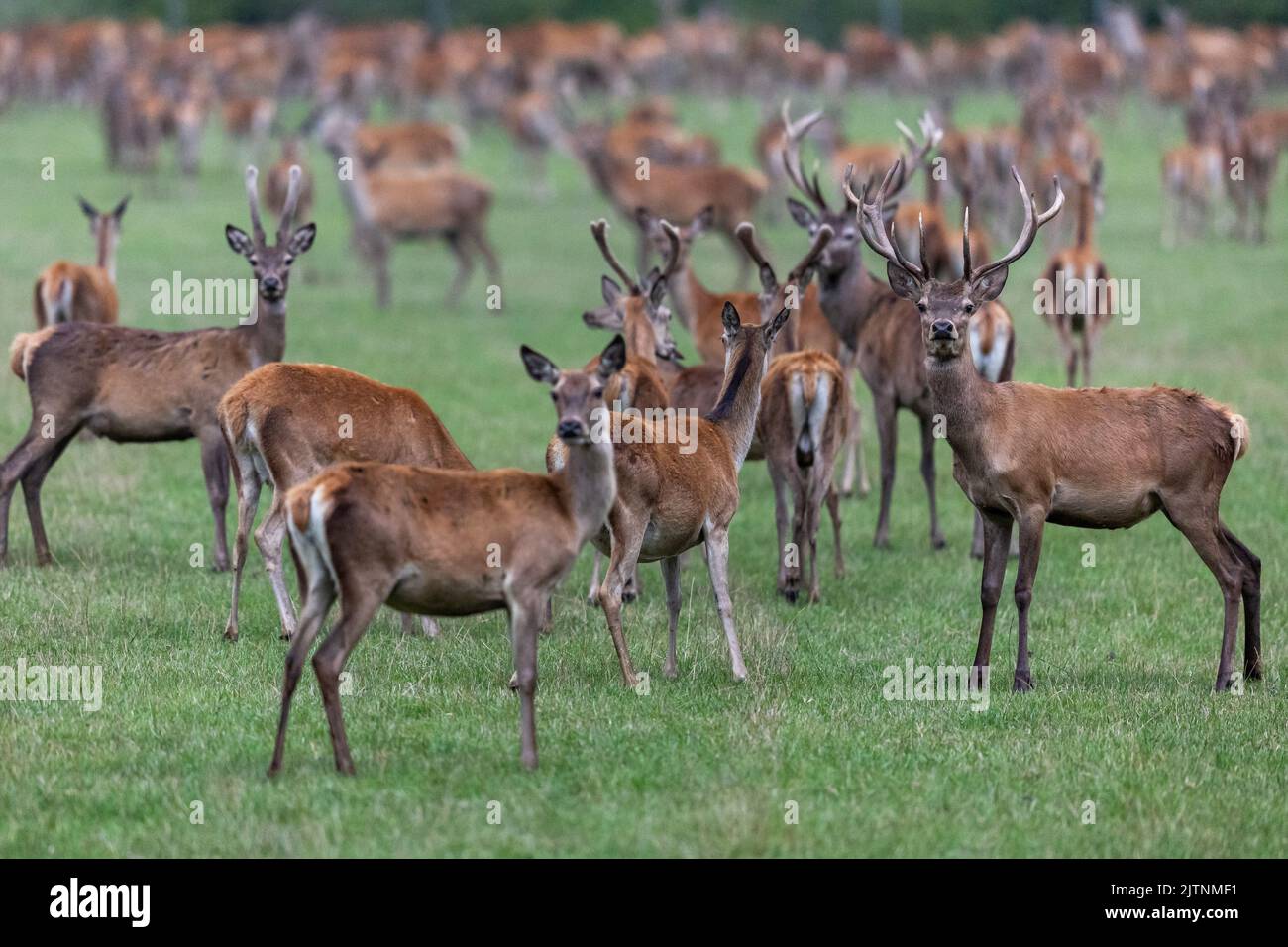 Eslarn, Germany. 31st Aug, 2022. Female red deer (Cervus elaphus) with ...