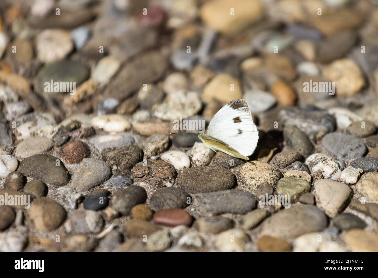 Pfaffenweiler, Germany. 24th Aug, 2022. A butterfly of the genus "Small ...