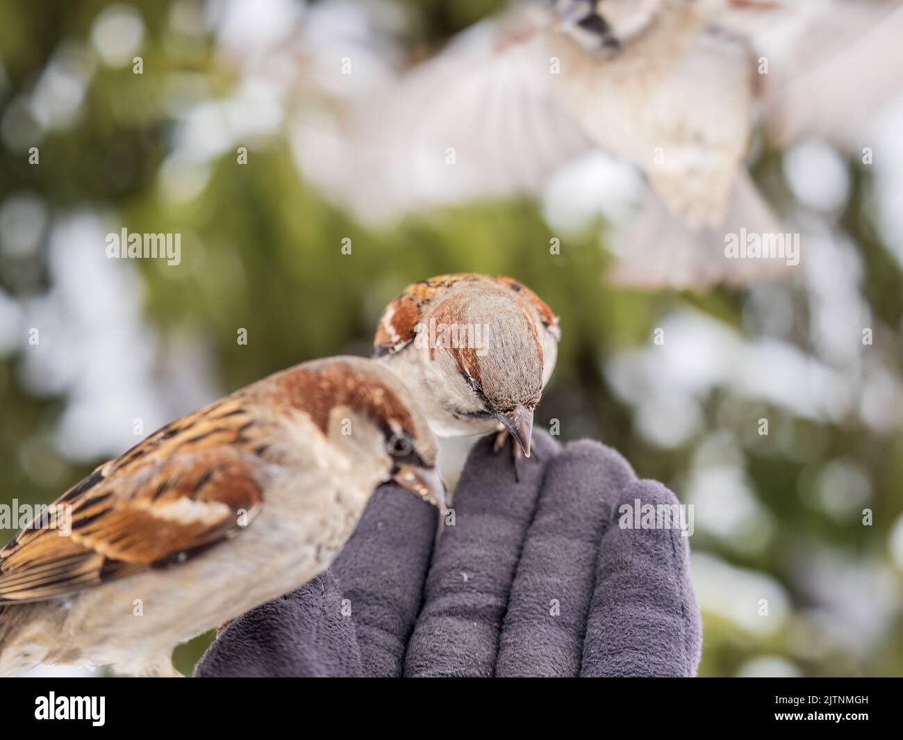 Sparrow eats seeds from a man's hand. A Sparrow bird sitting on the ...