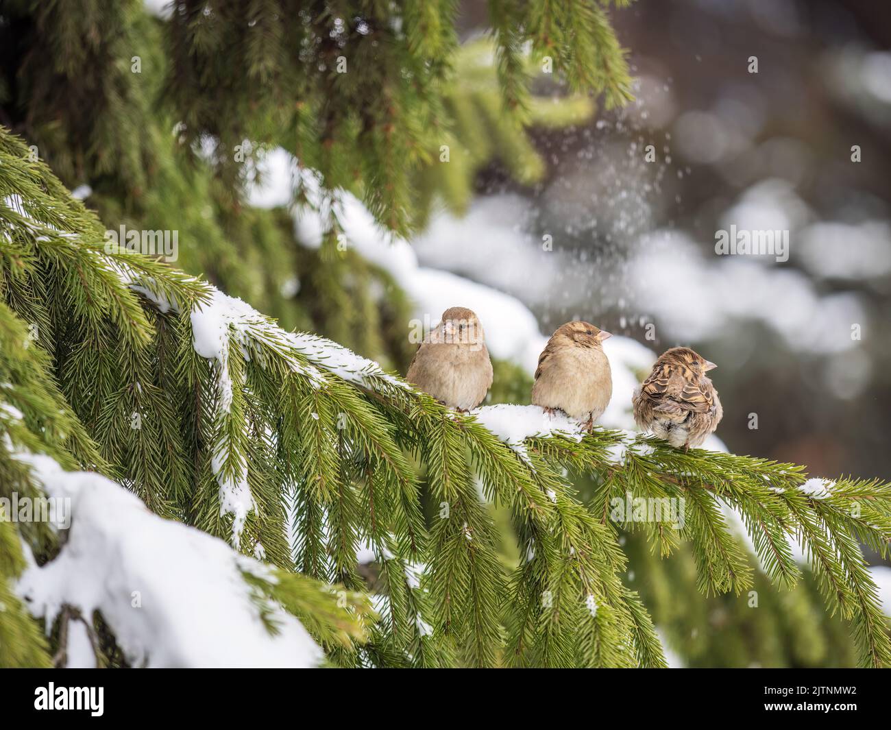 Three Sparrows sits on a fir branch with snow or winter. Sparrows on a ...