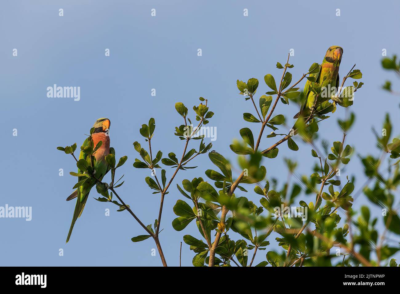 Red-breasted Parakeet's (Psittacula alexandri) perched in a tree Stock ...