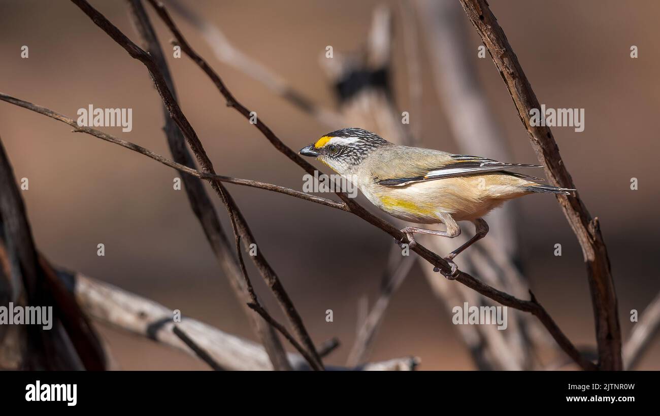 A very small, short-tailed bird known as a Striated Pardalote ...
