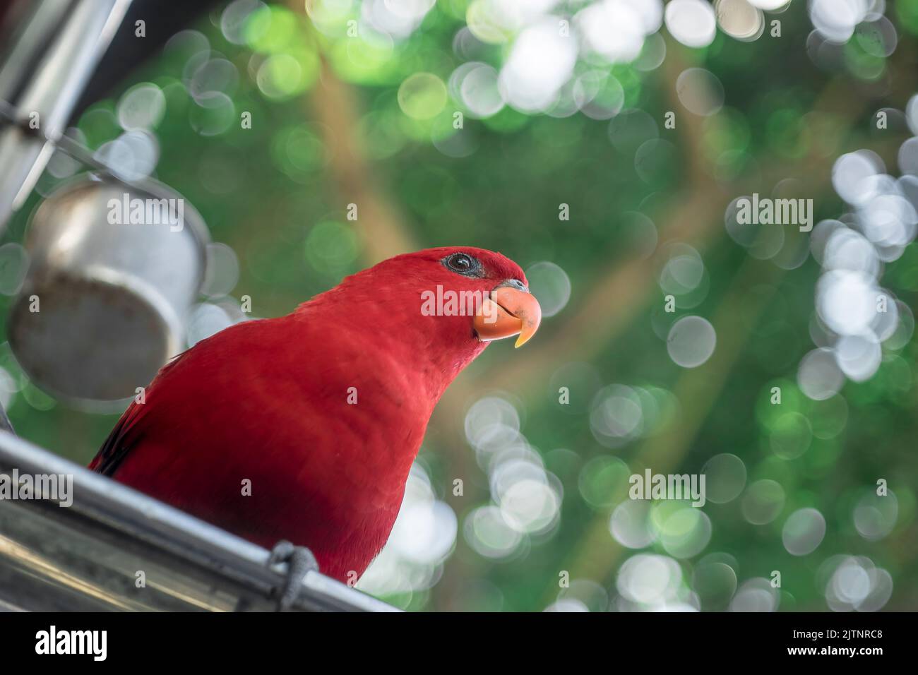 Extinct birds all over the world hi-res stock photography and images ...