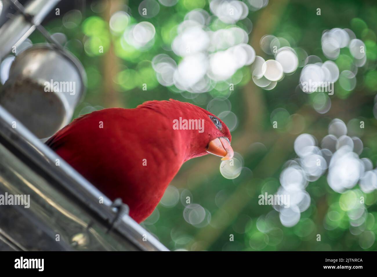 parrots of all colors are rare and extinct birds all over the world ...