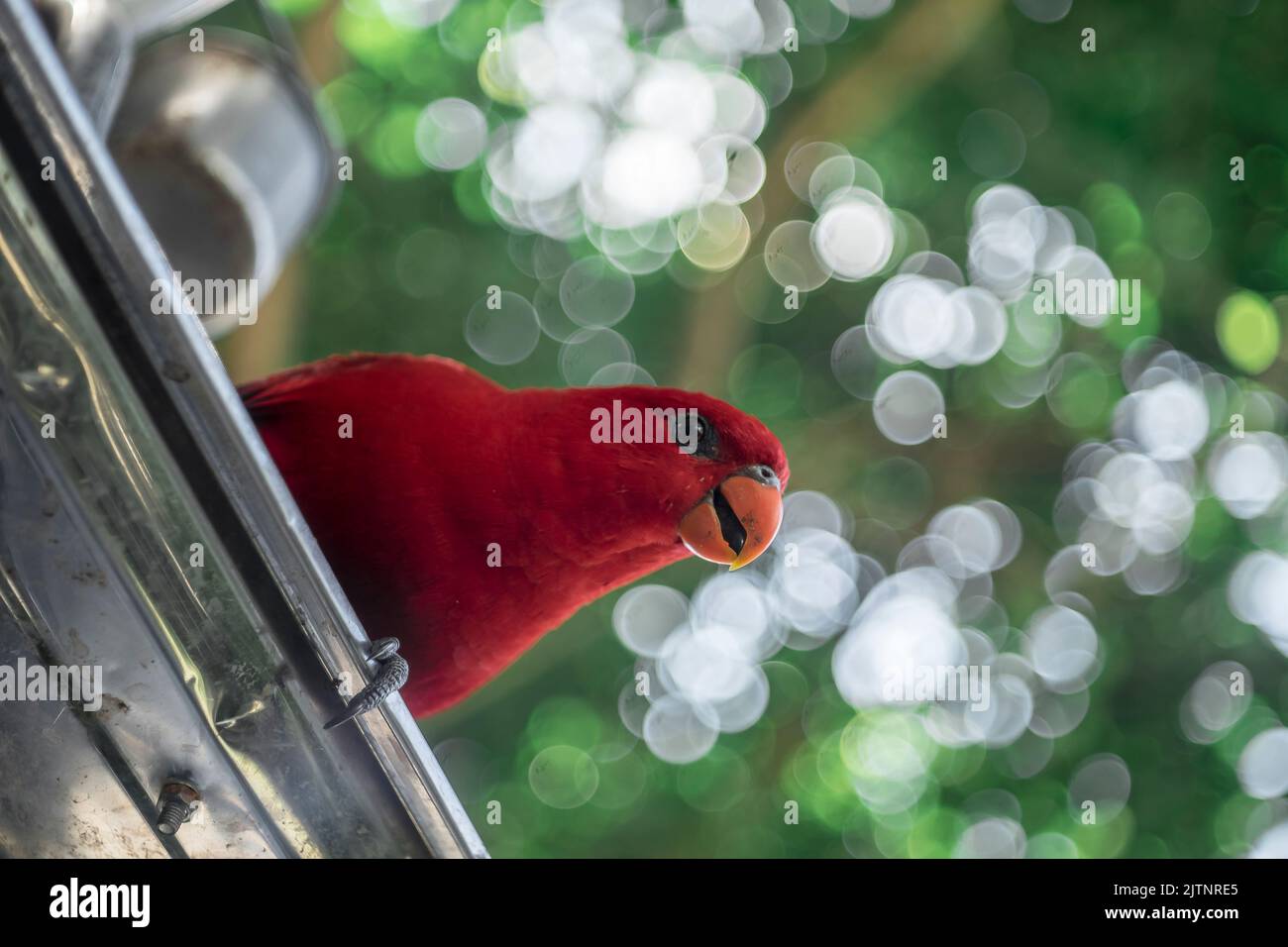parrots of all colors are rare and extinct birds all over the world ...
