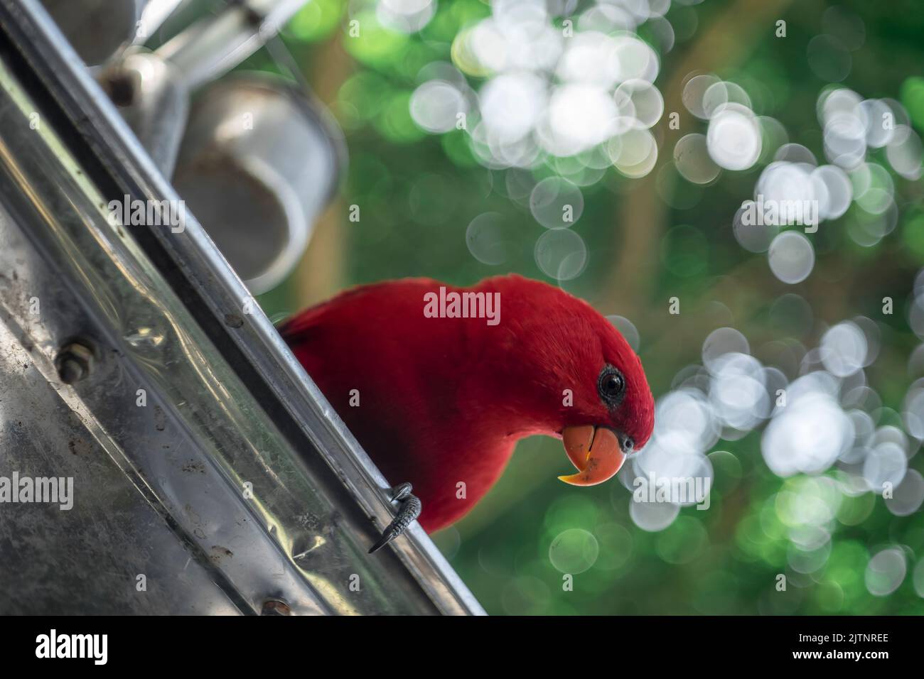 parrots of all colors are rare and extinct birds all over the world ...