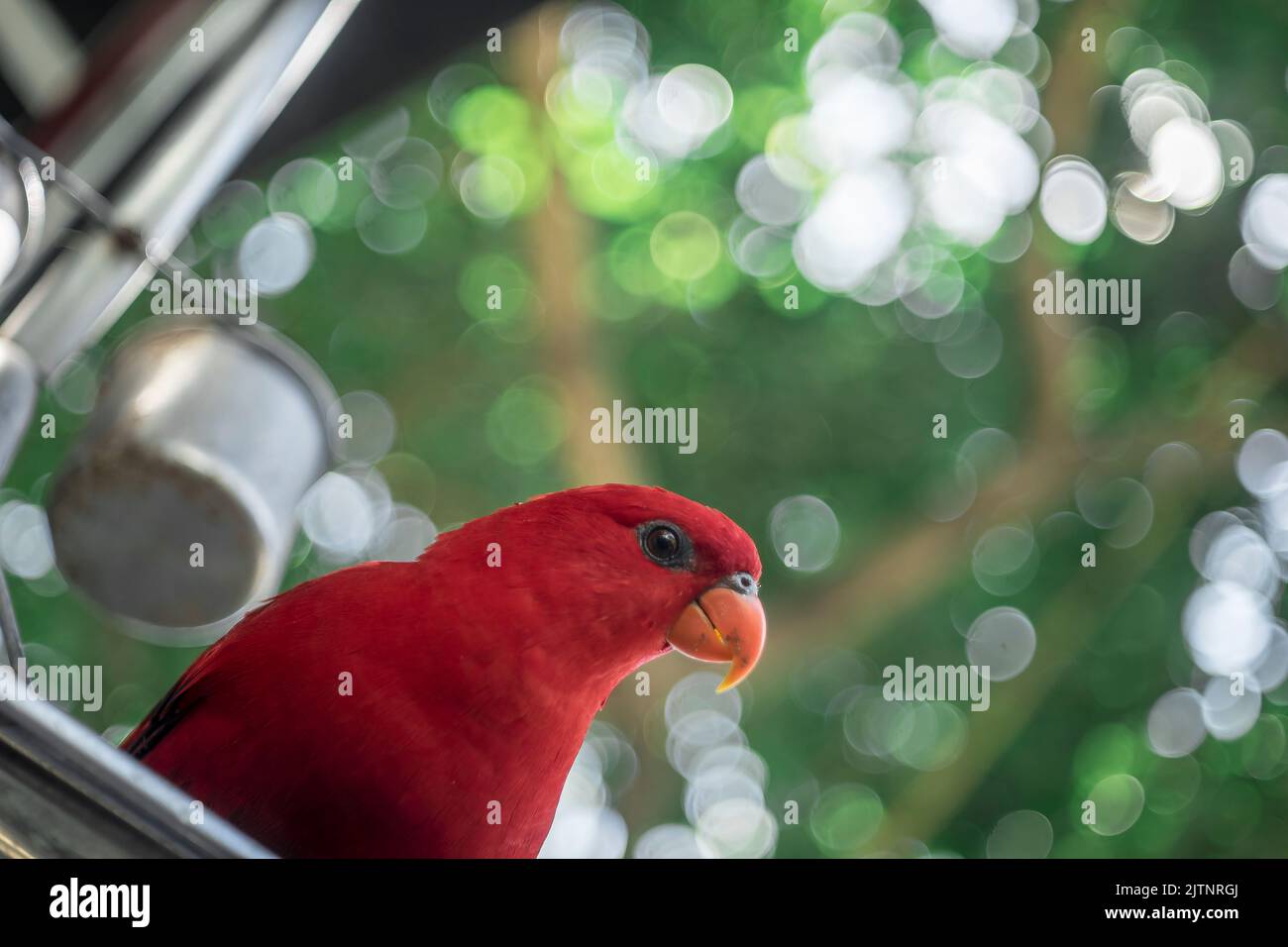 parrots of all colors are rare and extinct birds all over the world ...