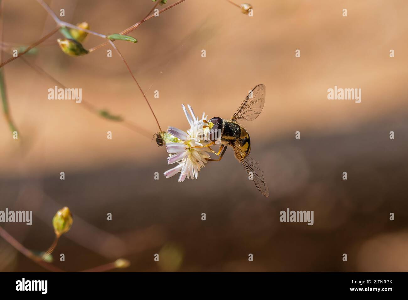 An adult Common Hover Fly (Melangyna viridiceps) is 4-10 mm long and ...