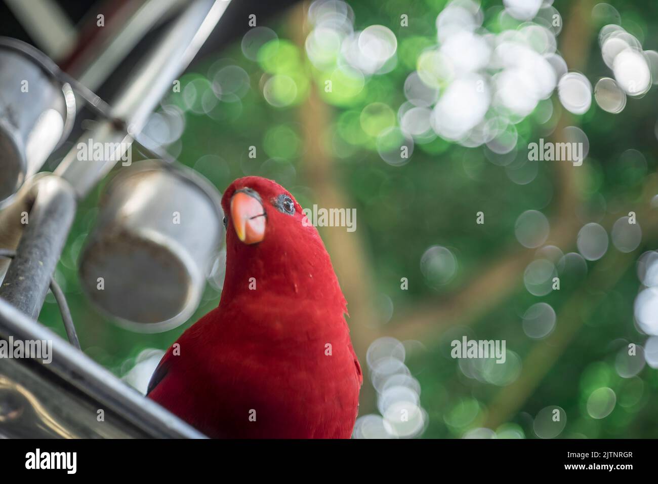 Extinct birds all over the world hi-res stock photography and images ...