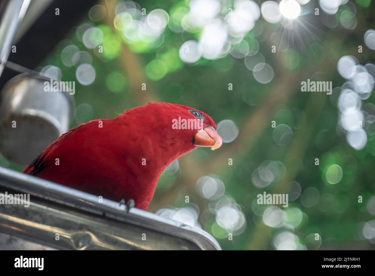 parrots of all colors are rare and extinct birds all over the world ...