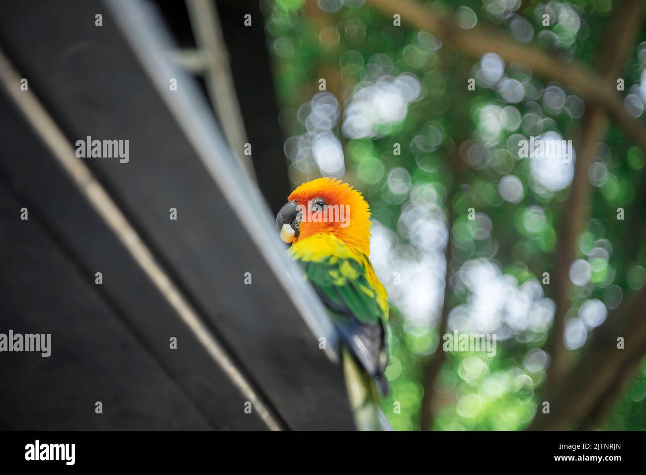 Extinct birds all over the world hi-res stock photography and images ...